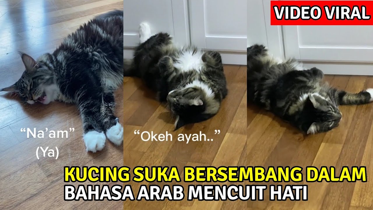 VIDEO KUCING RANCAK BERSEMBANG, PANDAI PULA BERBUAL DALAM BAHASA ARAB ...