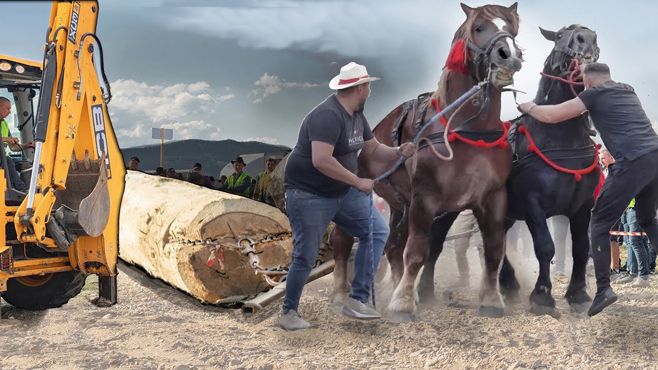 Draft Horses Logging Heavily in the Forest! Only an Excavator could ...