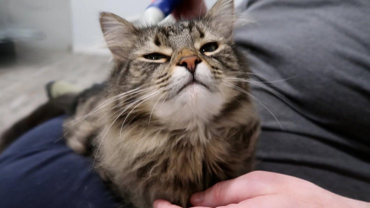 Fluffy boy likes to be pampered - YouTube