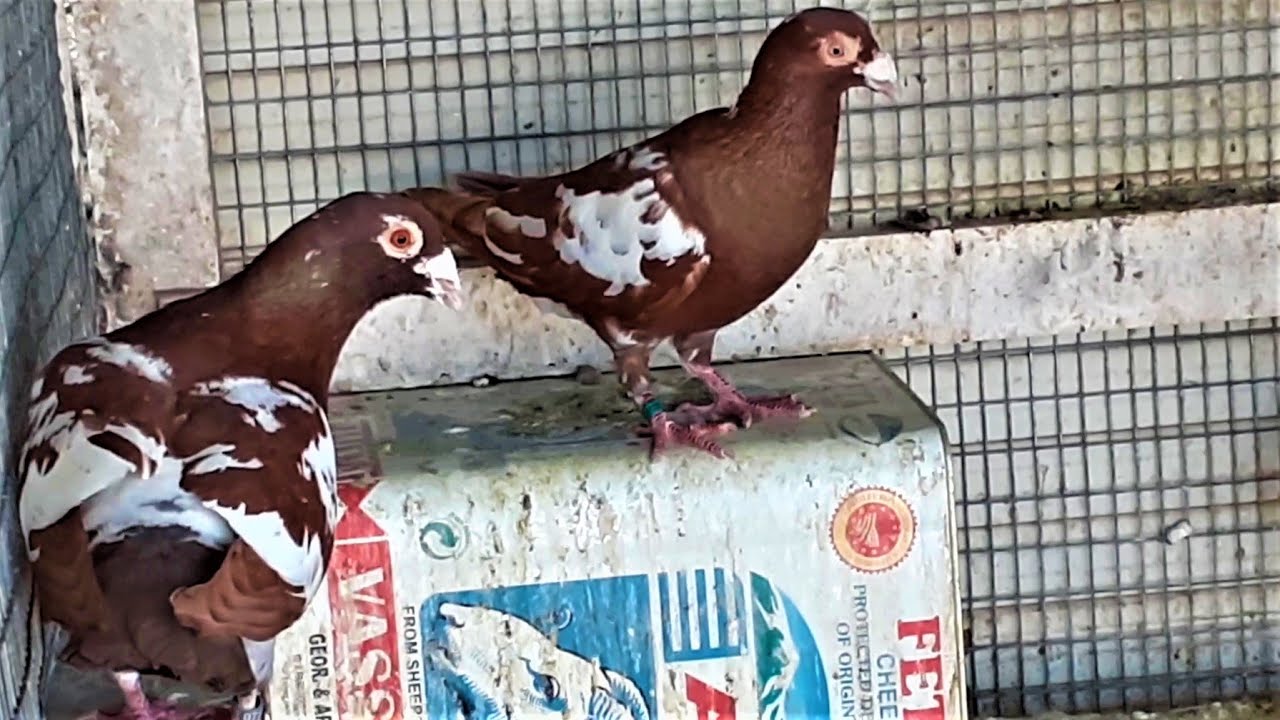 MEULEMANS RACING PIGEONS FARMA PIGEONS IN THE BACKYARD-Thlemaxos Pol ...