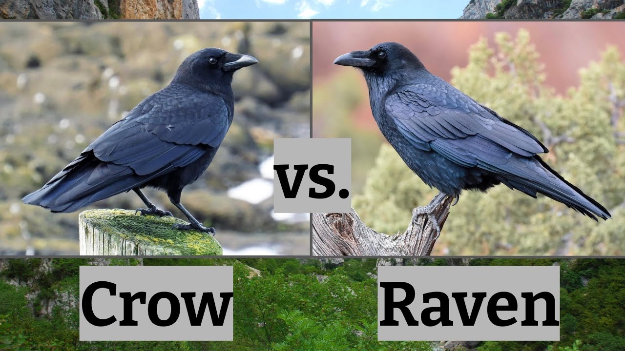 American Crow vs. Common Raven | Bird Comparison - YouTube