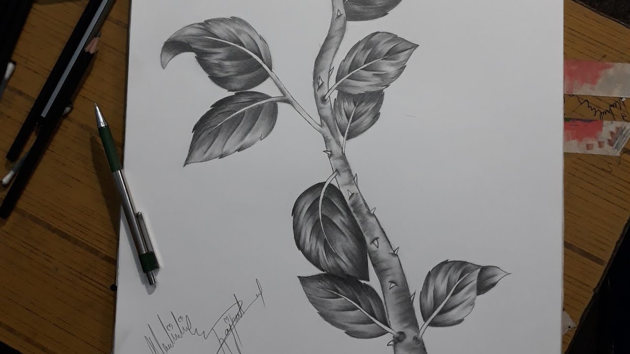 How to draw leaves | step by step |Easy | Realistic |Pencil shading ...