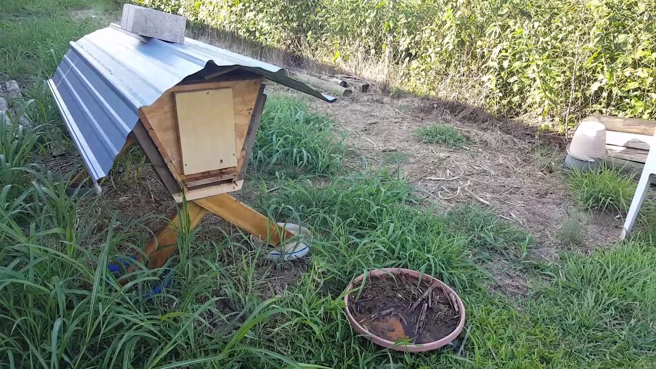 Active bee hive - YouTube