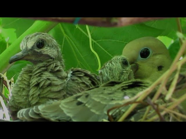 Baby Mourning Dove Mourning Dove's New Borns Flew Away