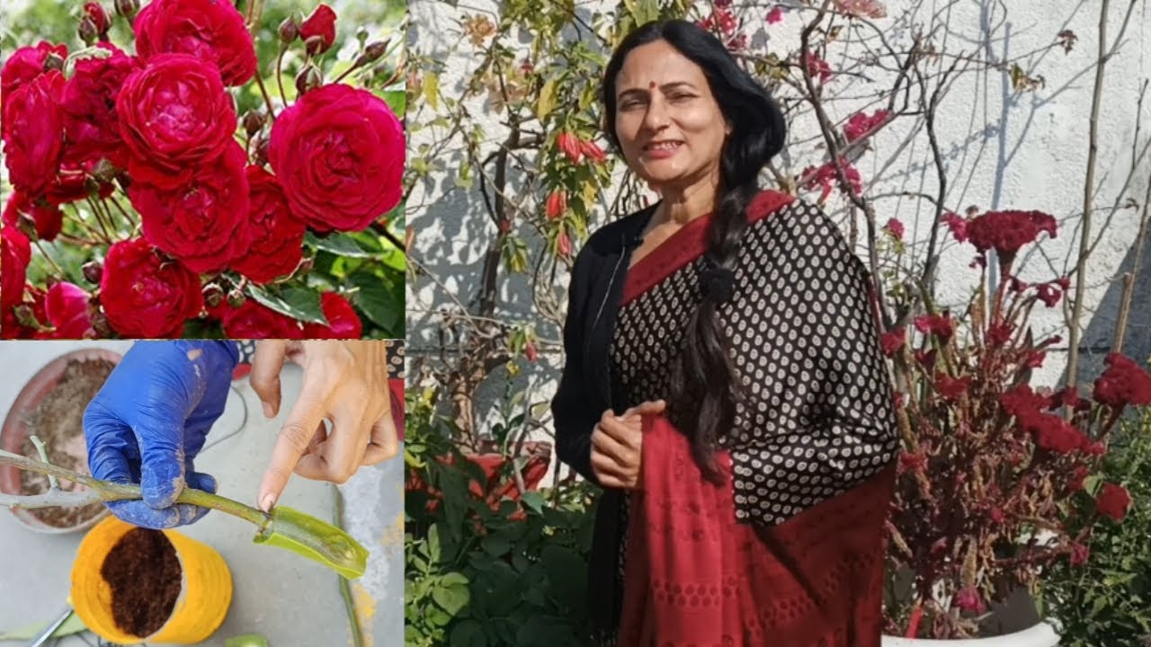 Grow Rose cuttings with100 % result | Rashmi's world creat to decorate ...