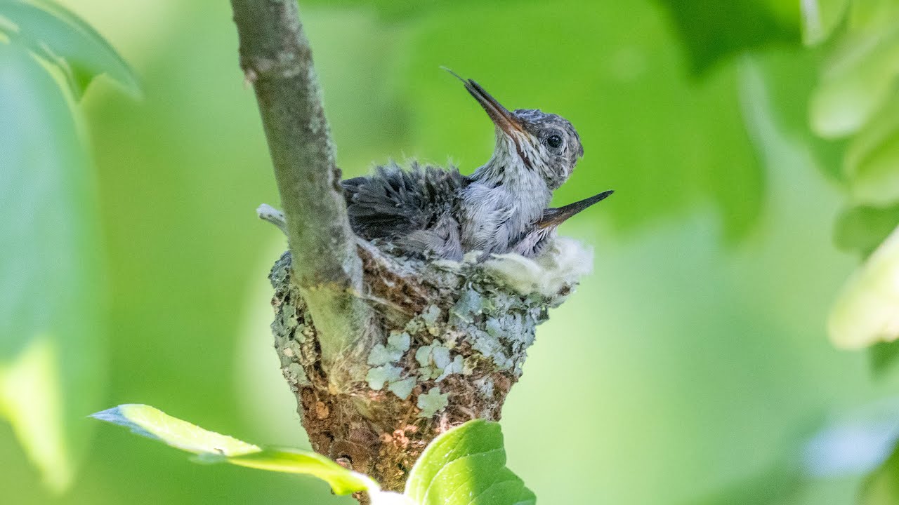 Preening Baby Hummingbirds, Sony A1/Sony Alpha1, 4k - YouTube