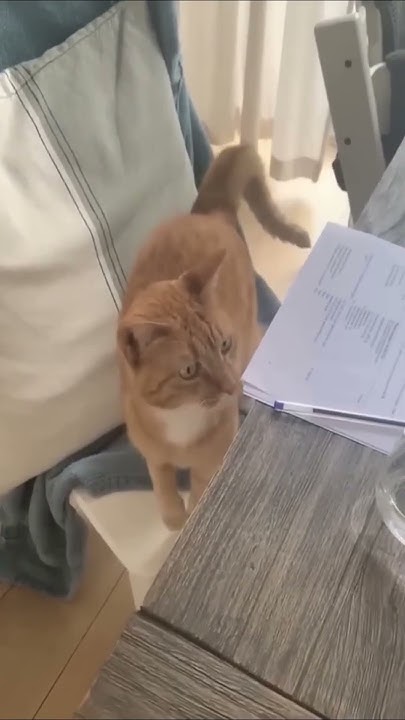 CUTE CATS ᓚᘏᗢ PART 18 #cat #funny #memes #animals #pets #funnycats # ...