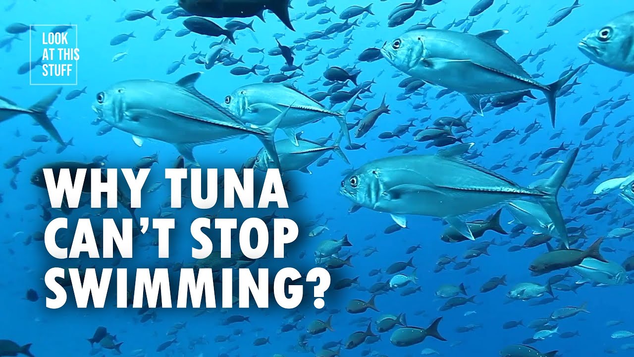 Why Tuna Can’t Stop Swimming And How Tuna Sleep - YouTube