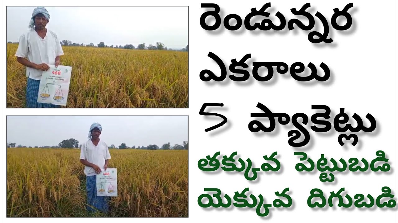 అధిక దిగుబడినిచ్చే హైబ్రిడ్ వరి రకం | High yielding hybrid rice seed ...