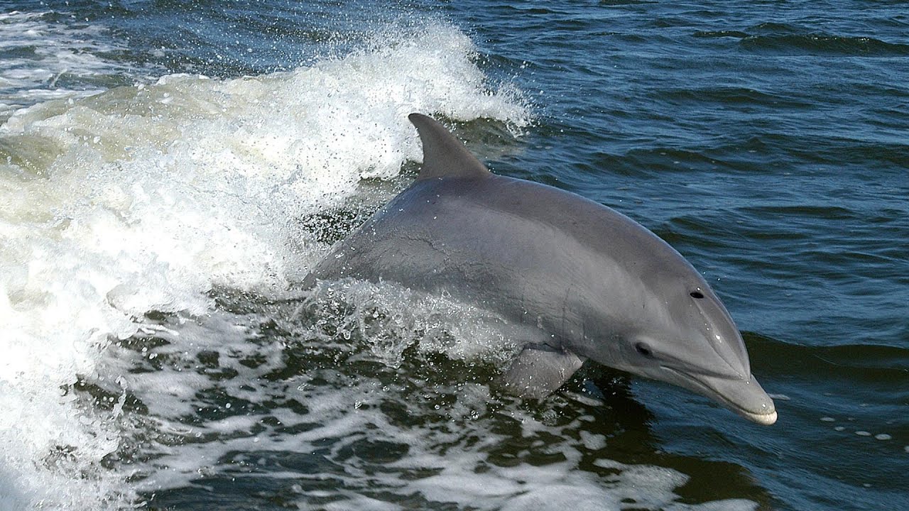 DOLPHINS! - YouTube