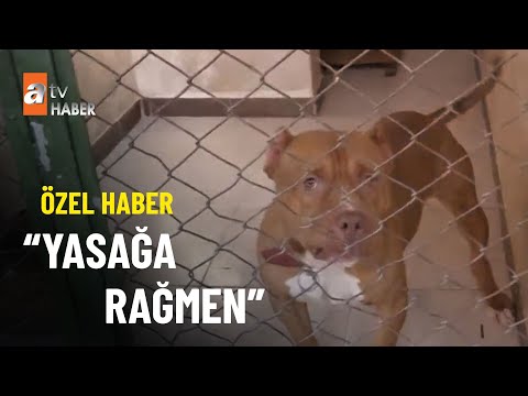 ÖZEL HABER – İnternette pitbull satışı  - atv Ana Haber 6 Aralık 2022