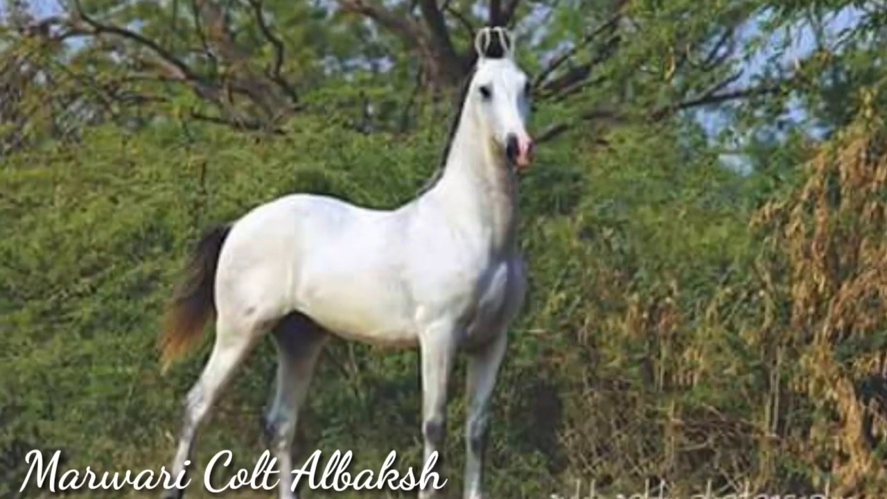 Marwari Colt Albaksh - At Rajgarh Stud Farm Ahmednagar !! - YouTube