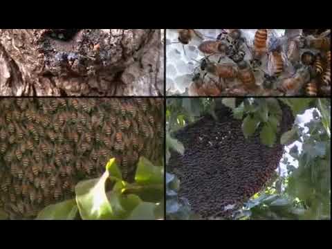 Dammar Bees - YouTube