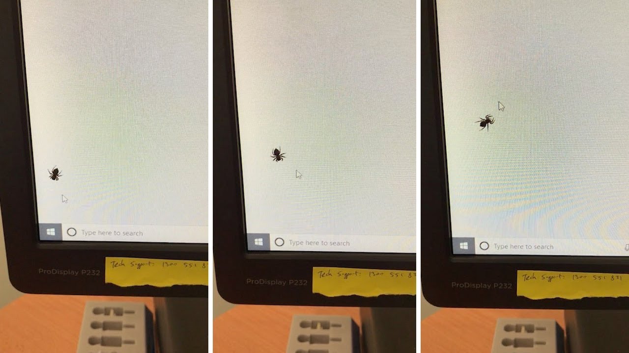 Spider Chases Computer Mouse On Screen - YouTube