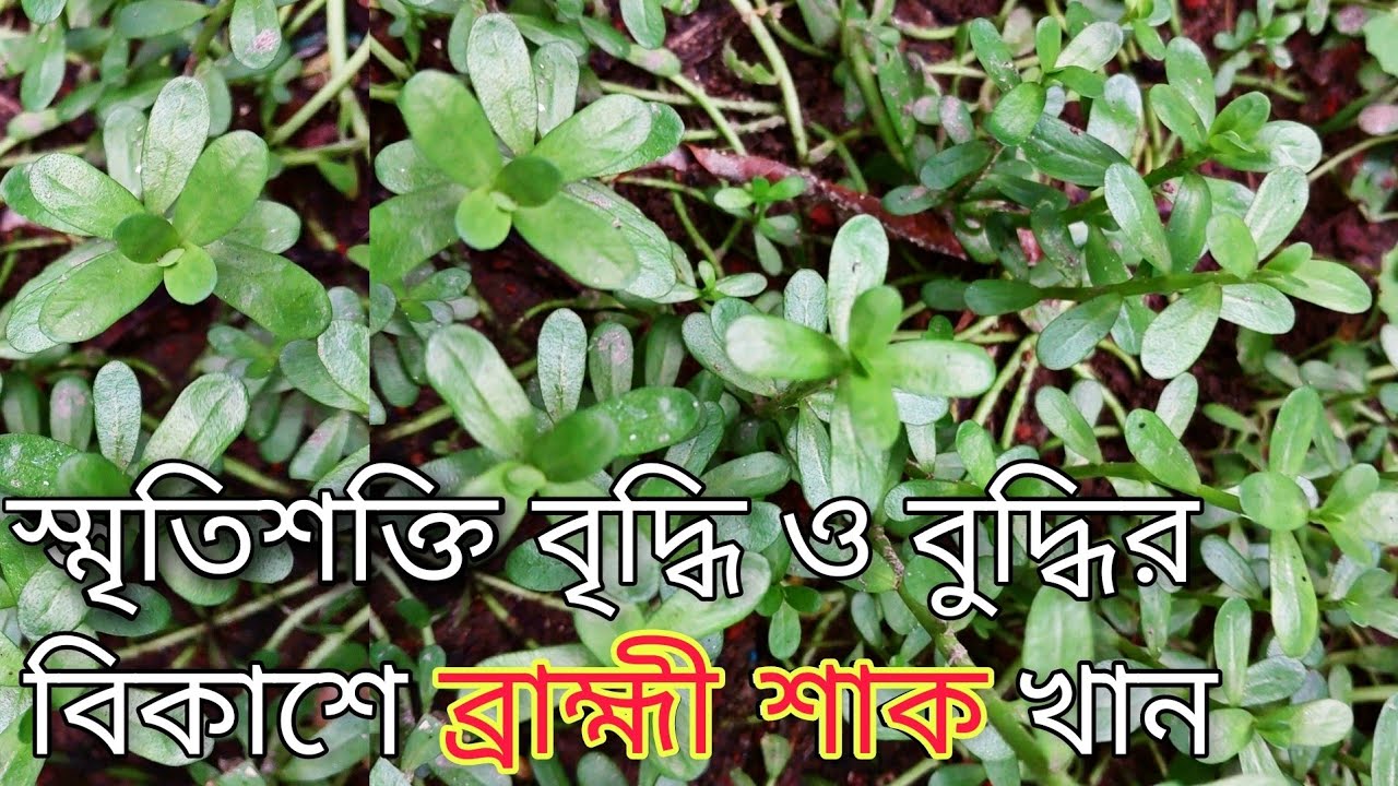 সৃতিশক্তি বৃদ্ধি ও বুদ্ধির বিকাশে ব্রাহ্মী শাক খান - Pijush Mallick - YouTube