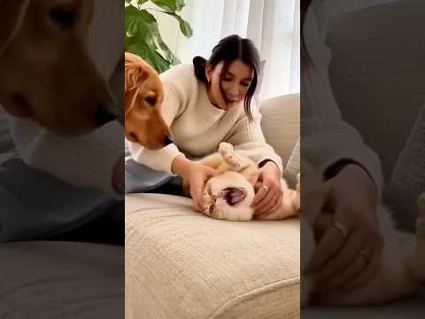 You’re so sensitive!😂 #cat #anmals #funnyanimal #funnycat #catcomedy #funnypet