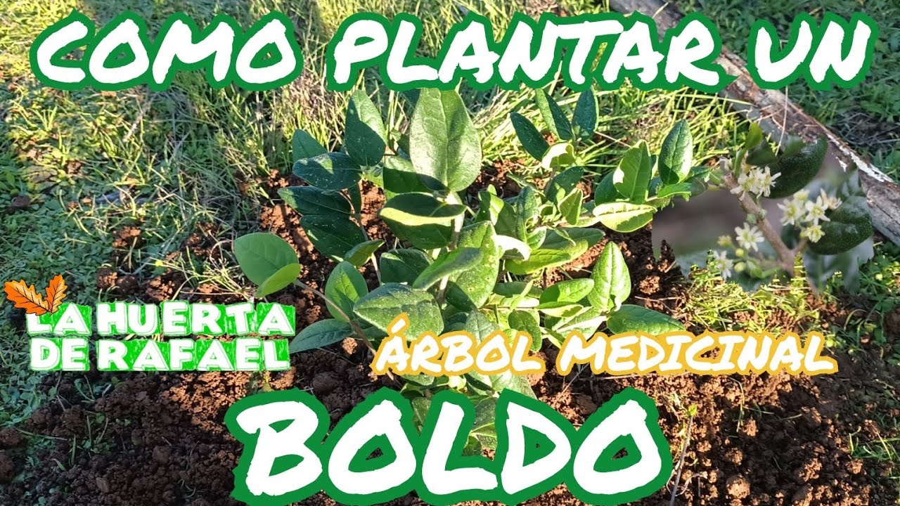Cómo plantar un árbol de boldo [Peumus boldus]||El cultivo del boldo ...
