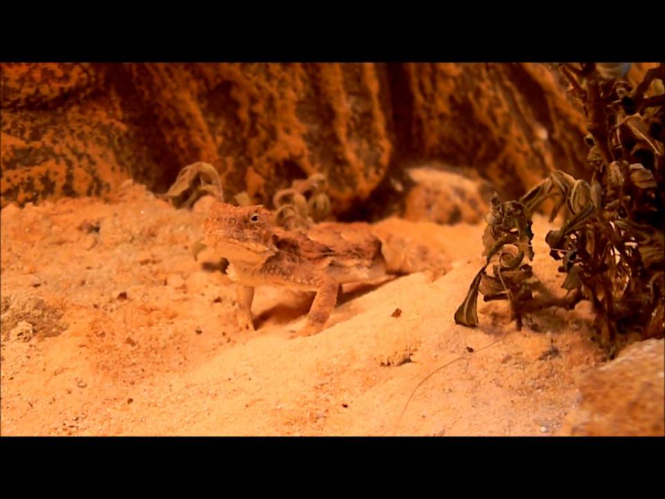 Desert Horned Lizard set up - YouTube