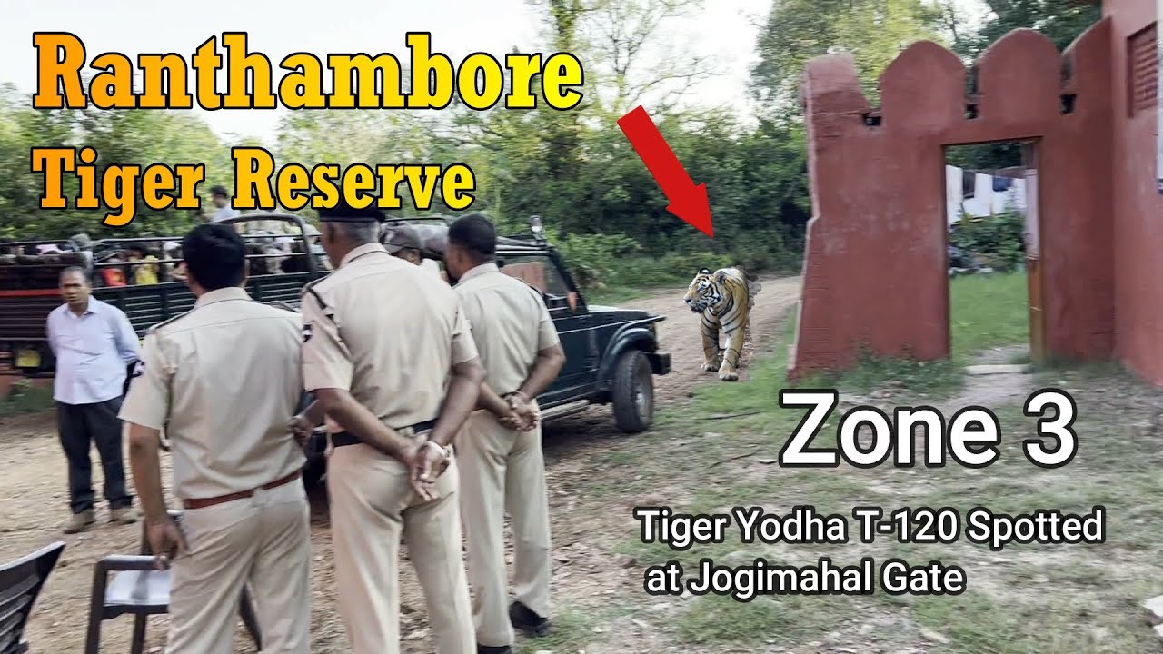 Tiger Yodha T120 Spotted at Jogimahal Gate Zone 3 Ranthambore National ...