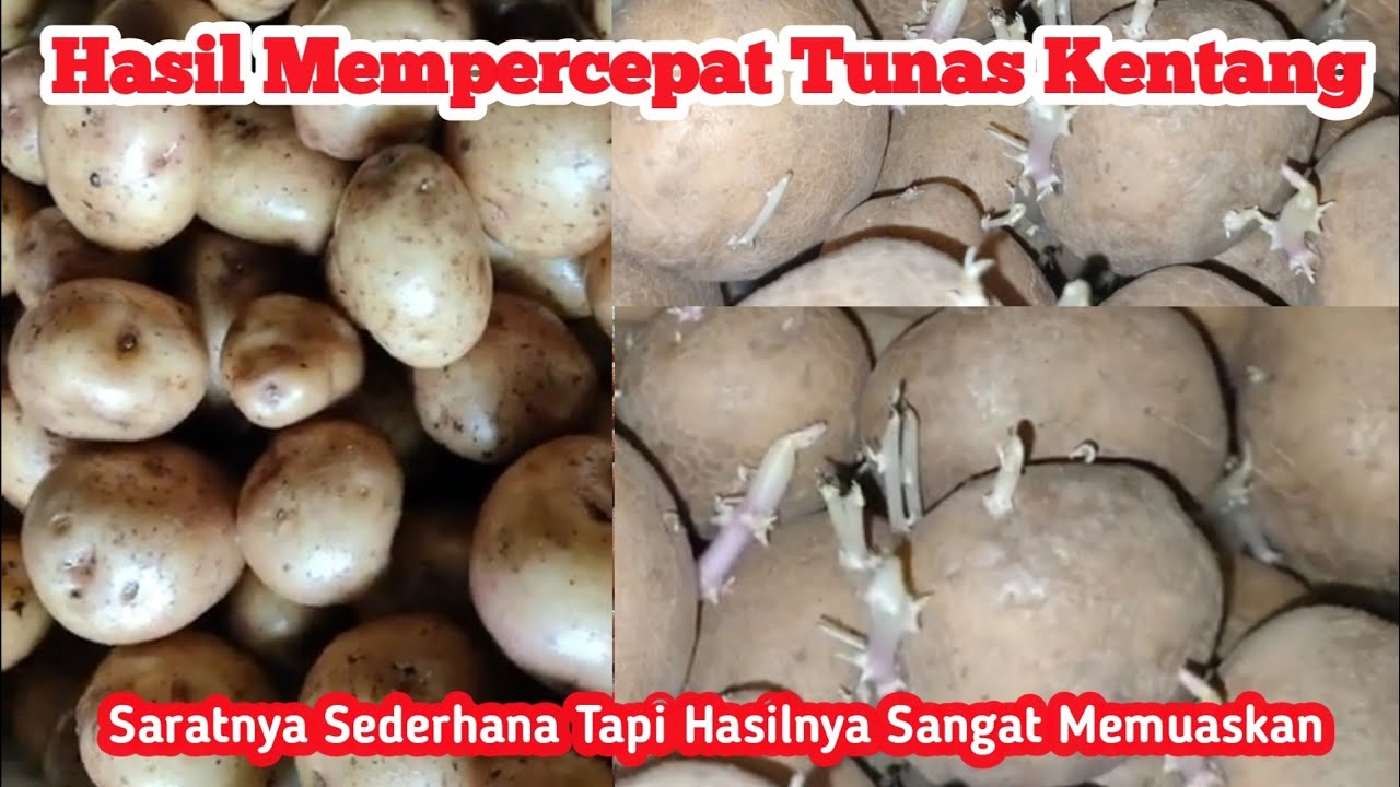 Mempercepat Tunas Kentang Ini Hasilnya - YouTube