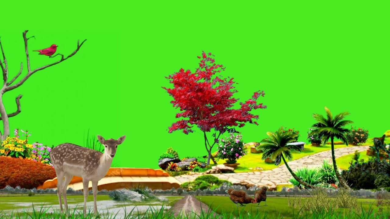 Beutiful Background Video Status ll Girl video ll Grin Skin background ...