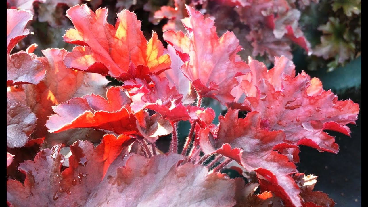 Heuchera Dolche® Cinnamon Curls - Coral Bells - YouTube