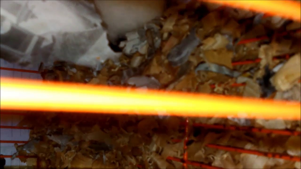 BAYI HAMSTER UMUR 2 MINGGU MUNCUL CORAK WARNA - YouTube