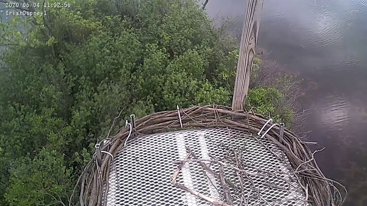 Irish Lake Indiana Osprey Cam Live Stream - YouTube