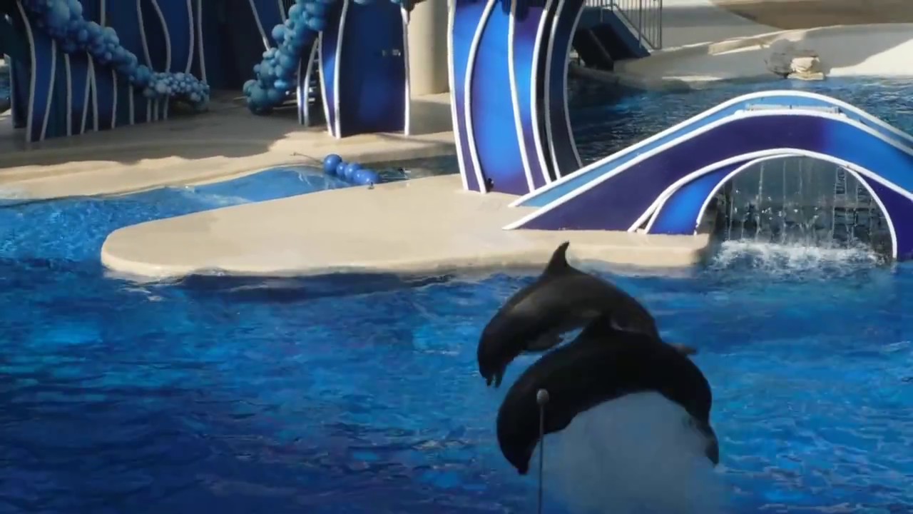 2 dolphin front flip - YouTube