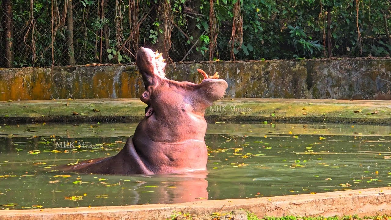 Hippo attack action | | #hippo#hippomag#hippopotamus#shippo #hippodrome ...