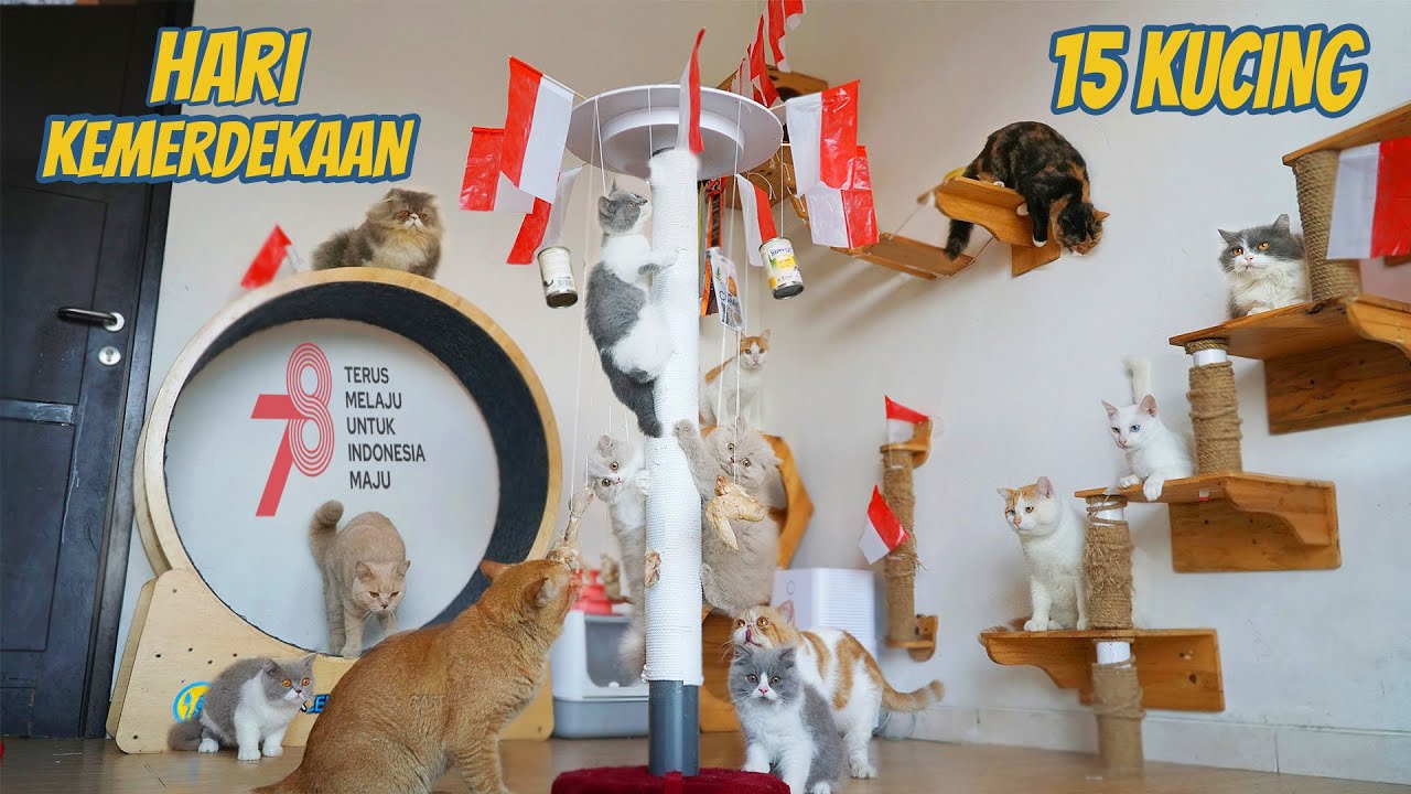 HEBOH !! LOMBA 17 AGUSTUS BARENG 15 KUCING - YouTube