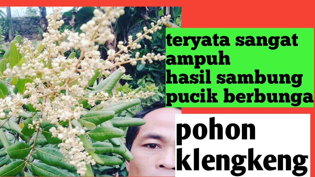 HASIL SAMBUNG PUCUK KENGLENGKENG-USIA 18 BULAN BERBUAH/BERBUNGA/SARIP ...
