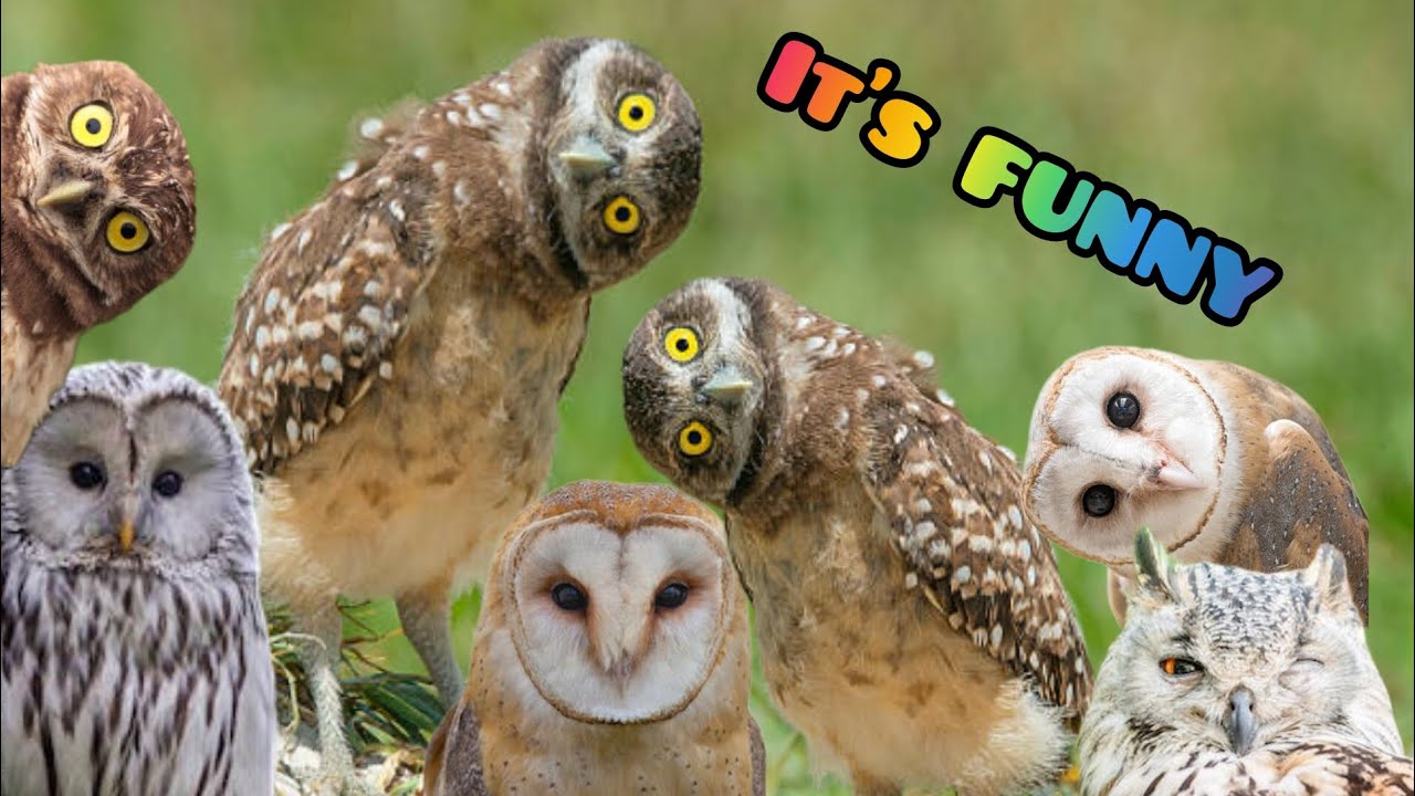Amazing OWLS 🦉 - YouTube
