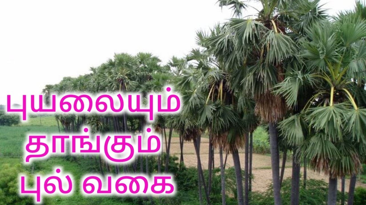 Unique Views-Palm Tree-Panai Maram-பனை மரம் - YouTube