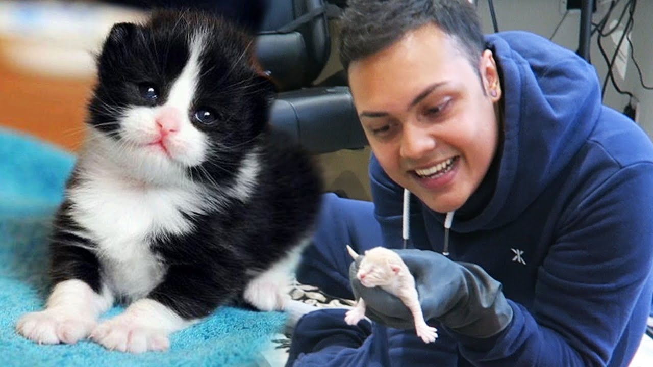 MY NEW CAT GAVE BIRTH TO 5 KITTENS !!! 🐱(WARNING: CUTE) - YouTube