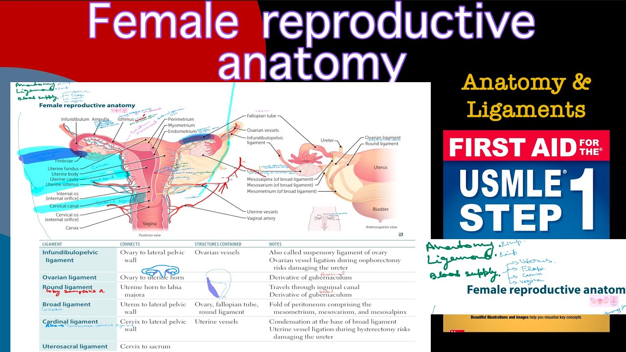 Female reproductive anatomy (Anatomy & Ligaments) in Hindi/Urdu by ...