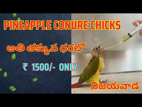 Red factor pineapple conure handfeeding chicks available in Vijayawada ...