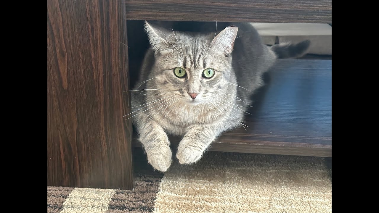 Cooper the Cat being a Ham with his big beautiful green eyes (much like ...