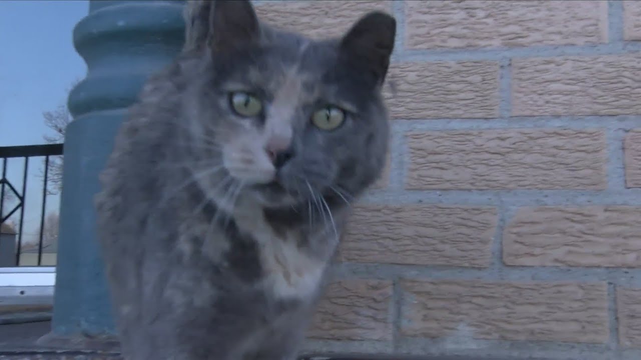 Stray Cat Population Problems - YouTube