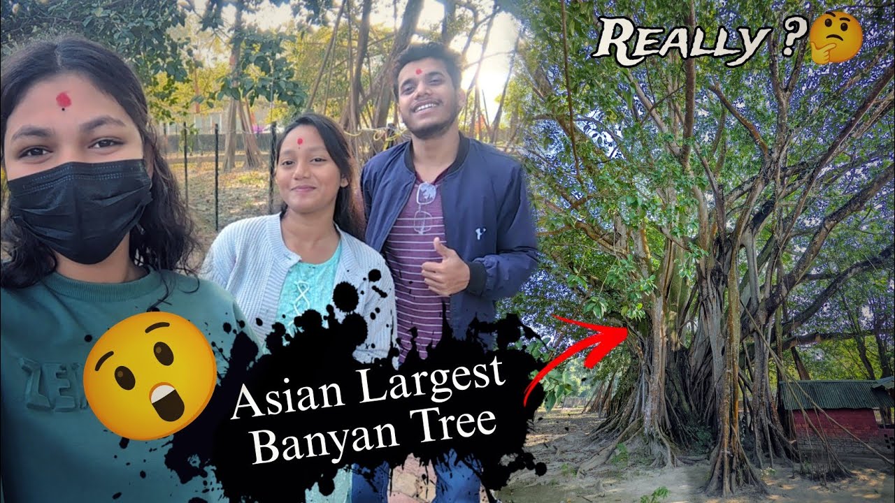 Asian Largest Banyan Tree 😯 Really Guys Amazing Location Hai 💚 - YouTube