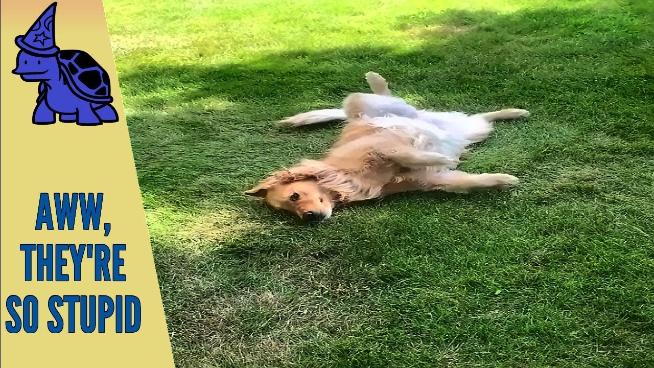 Awesome Foolish Pets | All Funny | Videos - 11 - YouTube