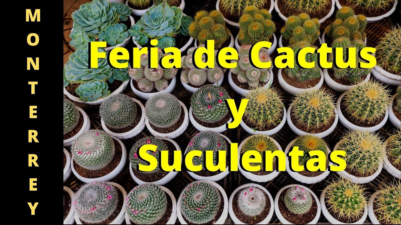 Feria de CACTUS y Suculentas en MONTERREY!! - YouTube