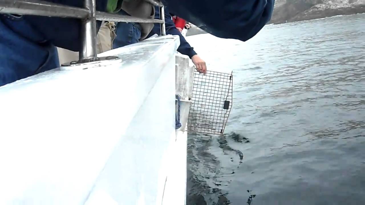 Release Seal - YouTube