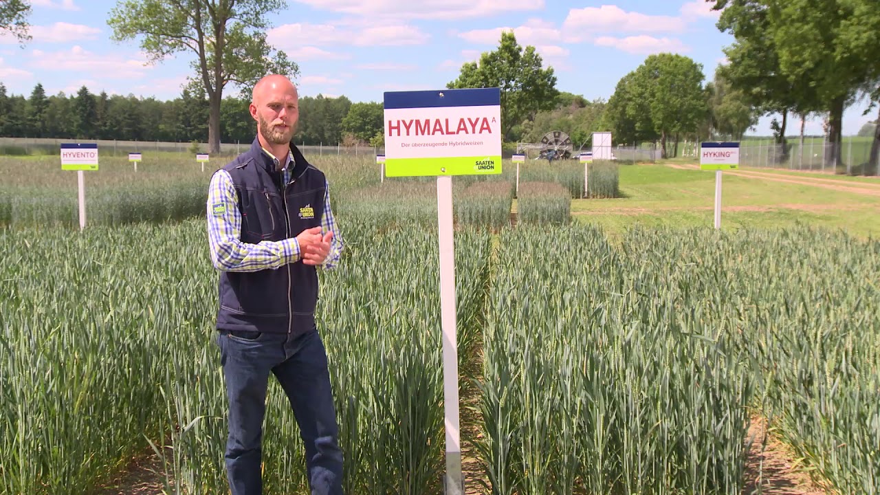Saaten-Union: Hybridweizen HYMALAYA, Produktmanager Daniel Husmann ...