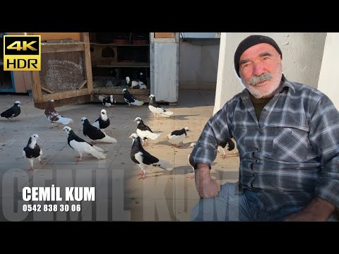 Dönek Güvercin Sohbeti Cemil Kum (Cemo)