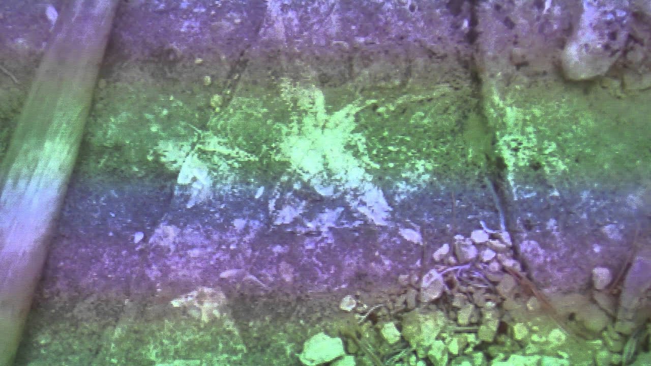 Starfish in the Sundance Sea: Jurassic Asteroidea Fossils from South ...