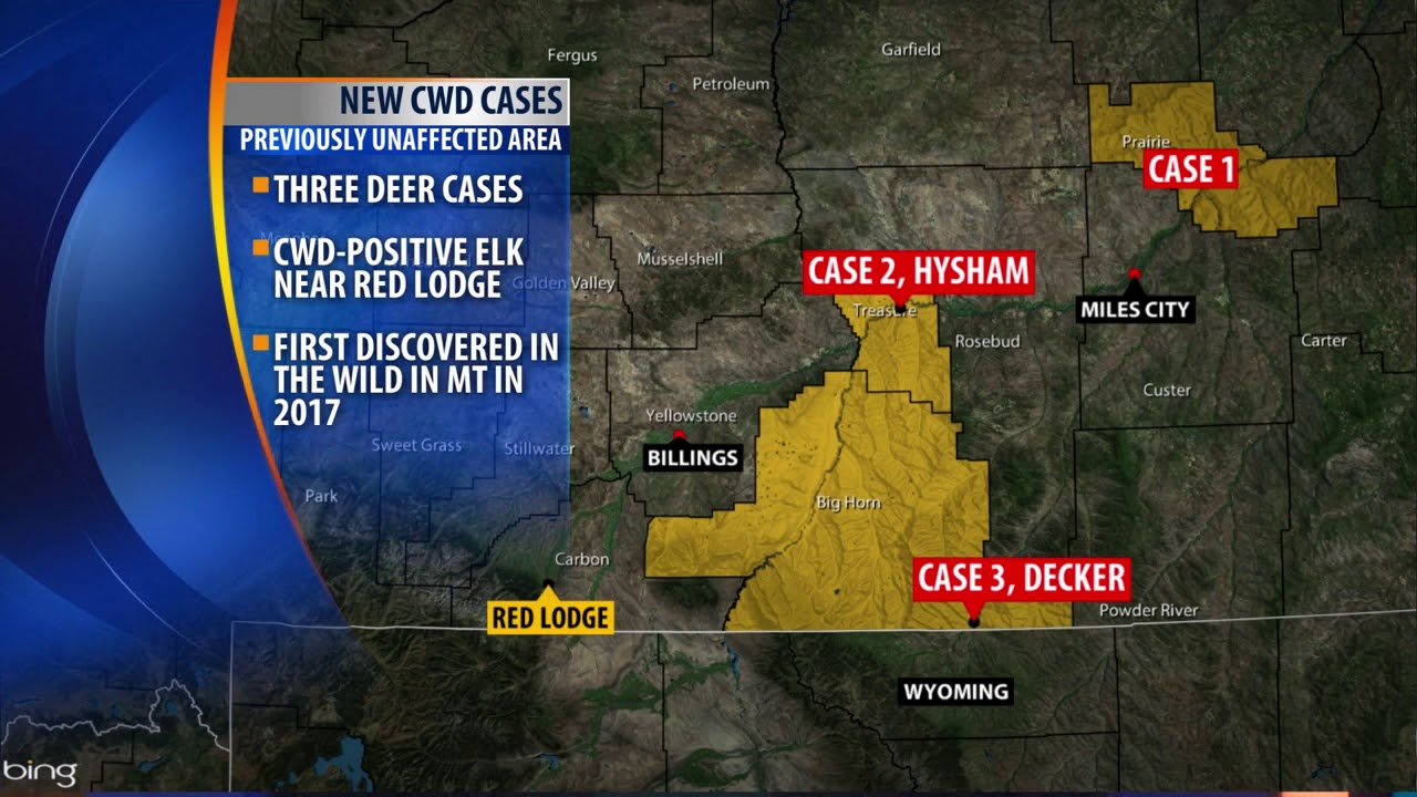 Montana's first case of CWD in wild elk reported in Red Lodge - YouTube