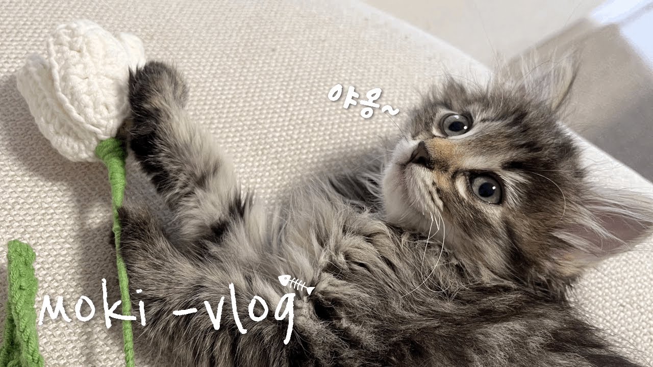 [VLOG] 아기고양이 입양ㅣ개냥이ㅣ3개월 노르웨이숲 고양이ㅣ모키 moki - YouTube