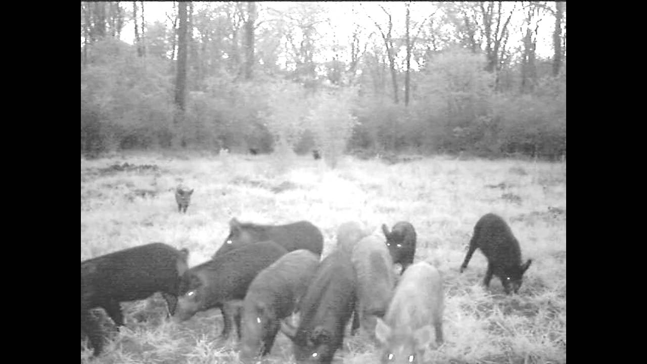 East Texas Feral Hogs - YouTube