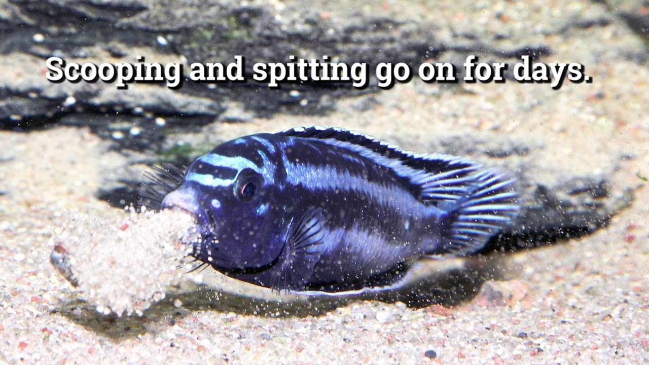 These fish build sand castles to attract mates - YouTube